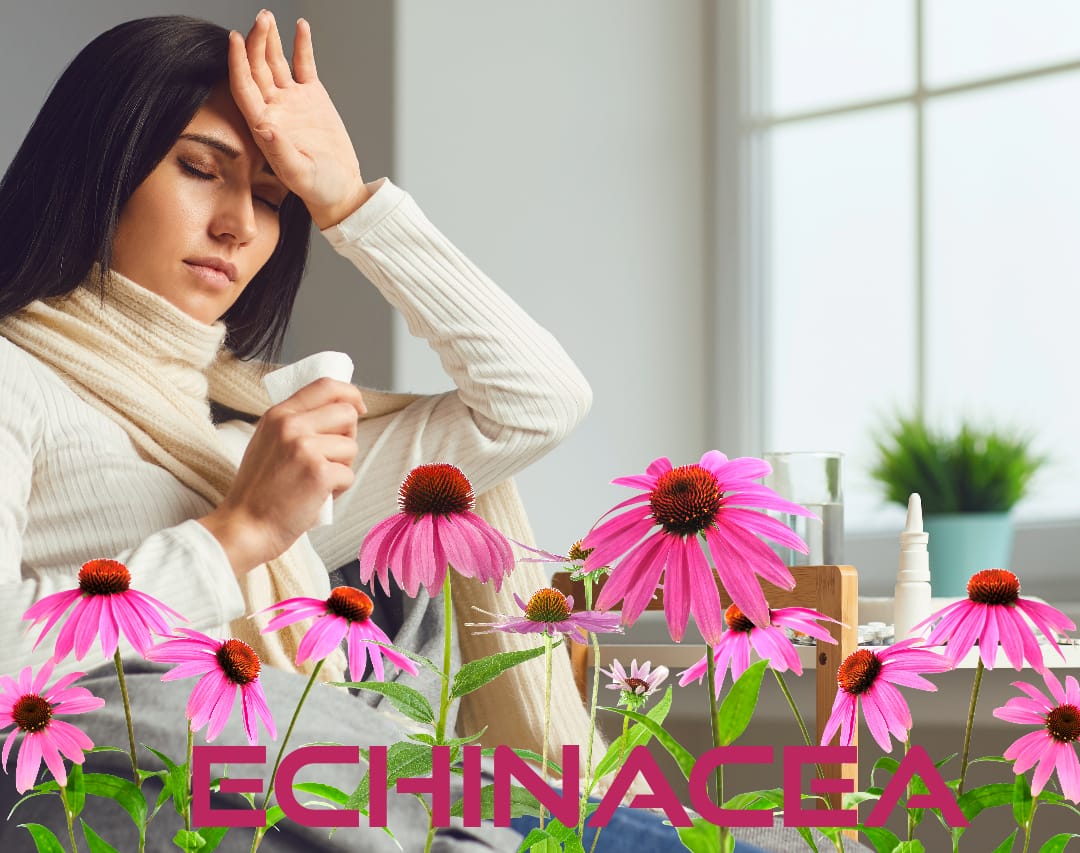 Echinacea: Gewapend de Winter Tegemoet! - Ekowinkel